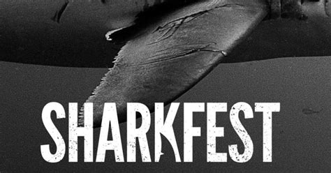 Fiu Scientists Star In National Geographics Sharkfest 2025 Fiu News
