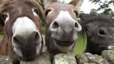 ვირლანდიაში“ ვირის რძე 60 ლარი ღირს ყველი 1 500 Akhalitaoba Ge