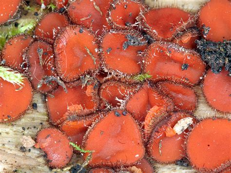 California Fungi Scutellinia Scutellata