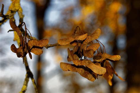 Worlds Smallest Microchip Microflier Inspired By Nature