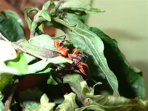 Orange Assassin Bug Insects And Organic Gardening