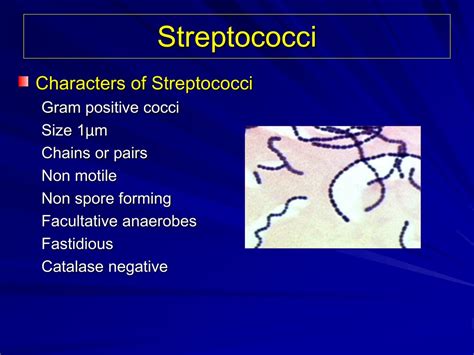 Ppt Streptococcus Powerpoint Presentation Free Download Id 9520404