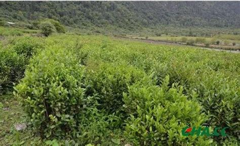知识丨平地茶和高山茶的3大不同之处