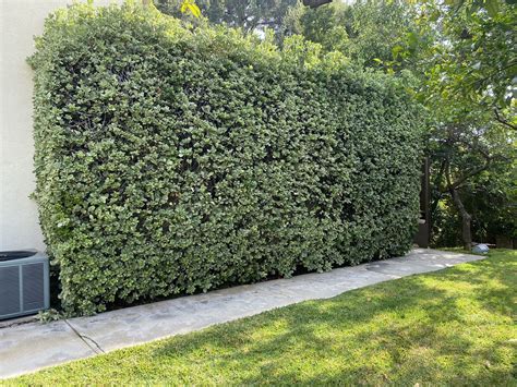 Free Privacy Hedge Bush Plant Mature 10 Foot Feet Tall For Sale In