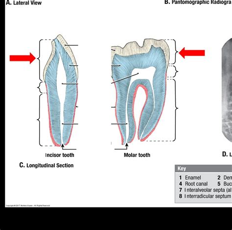 Cranium 2 Flashcards Memorang