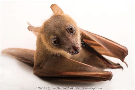 Fruit Bat Face
