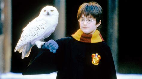 Harry Potter Hedwig Wallpapers Top Free Harry Potter Hedwig Backgrounds Wallpaperaccess