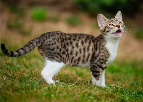 Tabby Cat Breed Guide Temperament Training Health