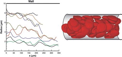Sample Trajectories Of Individual Rbcs Left As Flow Develops And A