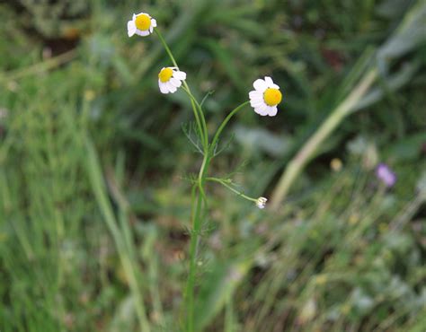 カミツレ 山口琉球等帰化植物図鑑 2017