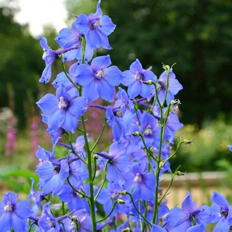 Rittersporn Piccolo Delphinium Belladonna