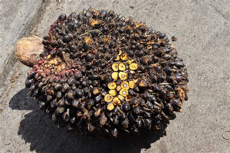 Palm Oil Classificationrescale Semantic Segmentation Model By Palm Oil