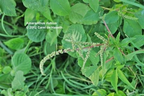 Amaranthus Dubius Alchetron The Free Social Encyclopedia
