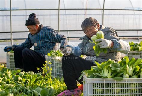 江苏泰州蔬果丰收采摘忙 人民图片网