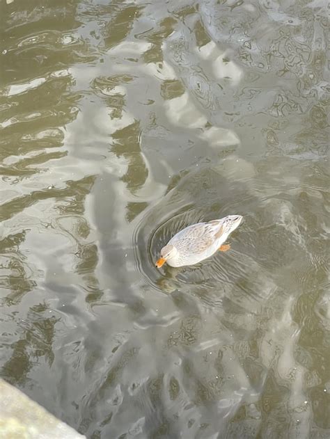 Duck Identification Rbirding