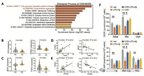 Adv Sci If 14 3 虫草素靶向hkii和pdk2发挥抗ad效应 知乎