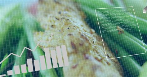 Bar Graph And Binary Code Animation Over Close Up Of Corn Plant Stock Footage Video Of Harvest