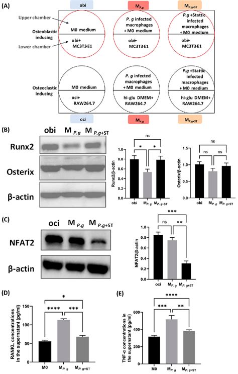 Effects Of P Gingivalis Infected Macrophages On Protein Expression
