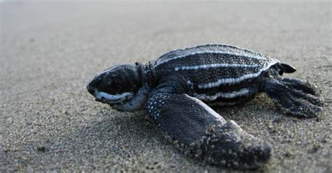Floridas Leatherback Sea Turtles Reach Record High