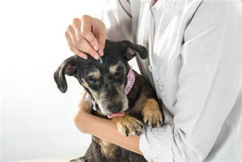 Check Up Veterinário Em Animais Domésticos Amparo Veterinaria