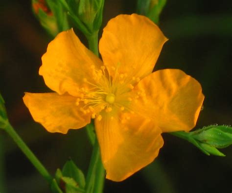 In Situ Photography Of