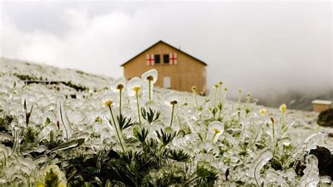 გაყინული ყვავილების ველი ყაზბეგში [ფოტო] Netgazeti • ფოტო • ყაზბეგი • Netgazeti Ge