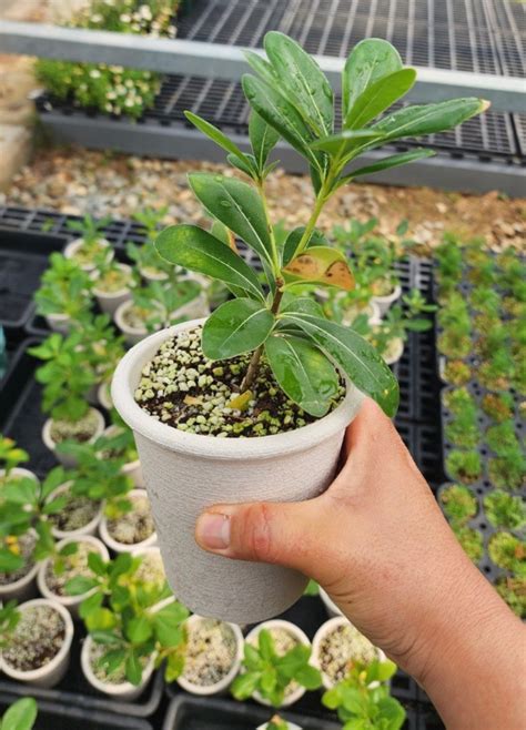 산림청 환경의 날 맞아 자생식물과 산림생물다양성 바로 알기 캠페인