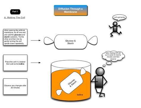 Lab Diffusion Through A Membrane At Noah Greenaway Blog