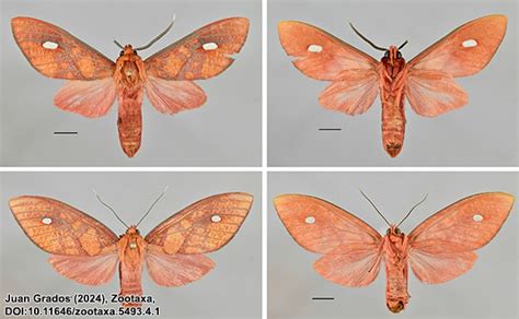 Eight New Species Of Ernassa Walker 1856 Beyond The Genetic Divergence Limit Of Barcoding