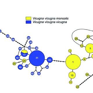 Minimum Spanning Network Representing The Relationships Among Download Scientific Diagram