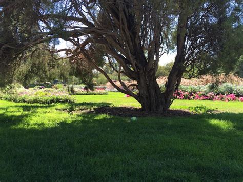 Budding Figs And The Power Of Improv Mindful Counseling Denver Colorado