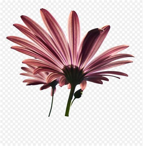 阳光下盛开的紫色雏菊PNG图片素材下载 图片编号yoopajoy 免抠素材网