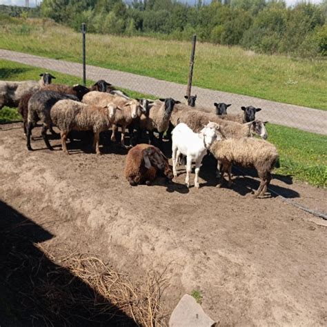 Овцы бараны и козы купить в Чехове цена 420 руб истекает сегодня в 17 25 С х животные