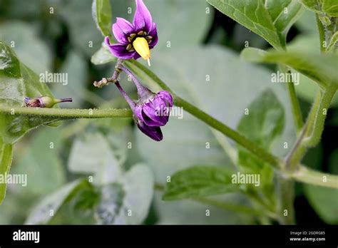 Solanum Dulcamara Bittersweet Nightshade Deep Purple Flowers With