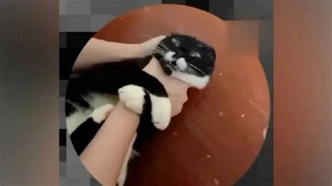 Онлайн издевательство над животными оказалось фейком Общество Селдон Новости