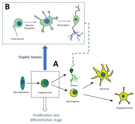 Stages Of Neurodevelopment In Vitro Stem Cells Derived From The