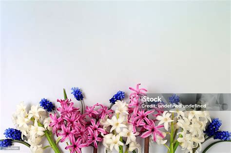 아름 다운 봄 꽃 히아신스 그리고 밝은 배경 배너에 Muscari 추상적인 꽃 구성 텍스트를 위한 공간이 있는 정물 꽃 휴일 카드 여름 인사말 개념 선택적 초점 0명에 대한