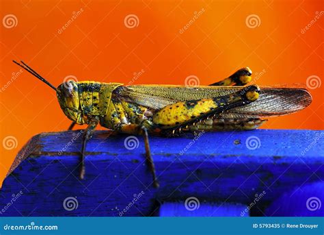 Colorful Grasshopper With Red Eyes On Grass In Swaziland Stock Image