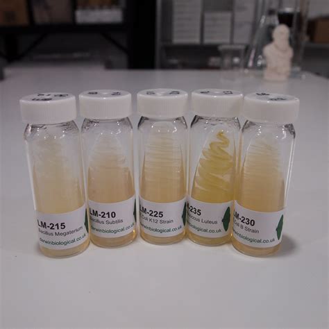 Micrococcus Luteus Live Biology Supplies Darwin Biological