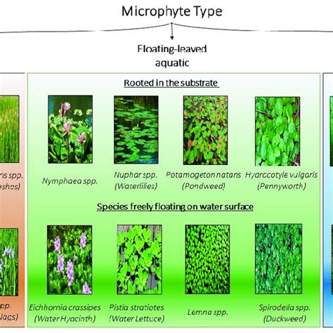 Macrophyte Classification 35 Download Scientific Diagram