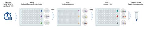 Single Cell Rna Seq Kit Scale Biosciences