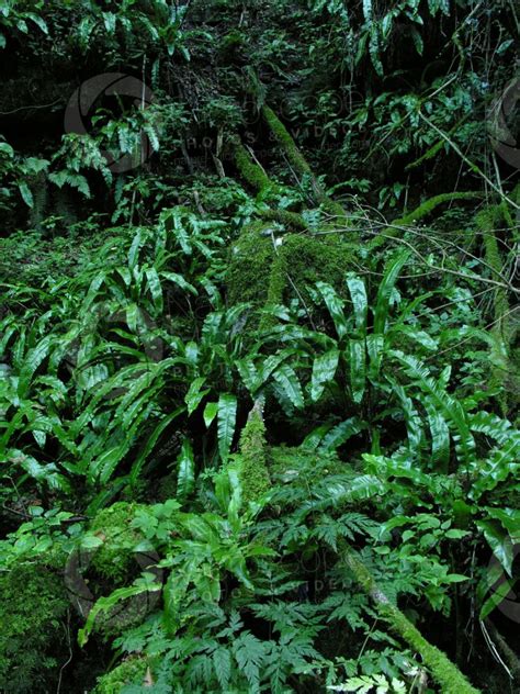 Asplenium Scolopendrium Asplenium Scolopendrium Asplenium Ferns