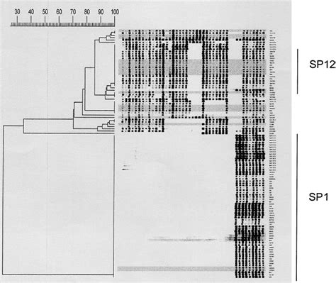 Results Of Spoligotyping Of 109 Mdr Tb Isolates And The Corresponding Download Scientific