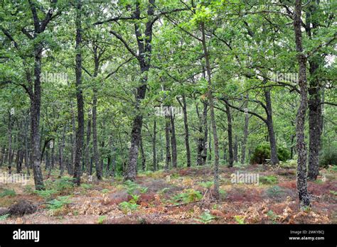 Pyrenean Oak Quercus Pyrenaica Is A Deciduous Tree Native To Southwestern Europe And