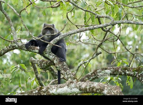 Blue Monkey Diademed Monkey Cercopithecus Mitis Portrait Species Of Old