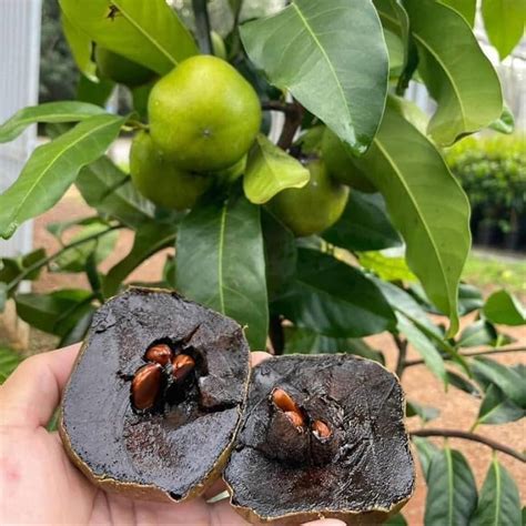 Black Sapote Tree Propa Earth Black Sapote Tree So Laden With Fruit