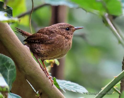 Pacific Wren Birdforum