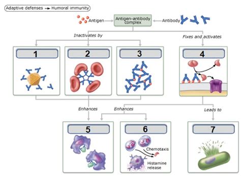 Immune System Flashcards Quizlet
