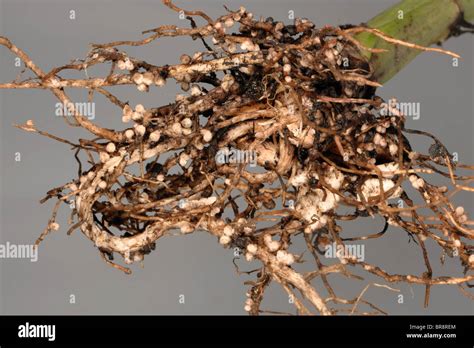 Rhizobium Root Nodules