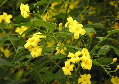 Жасмин – описание, виды, выращивание, уход, свойства, фото